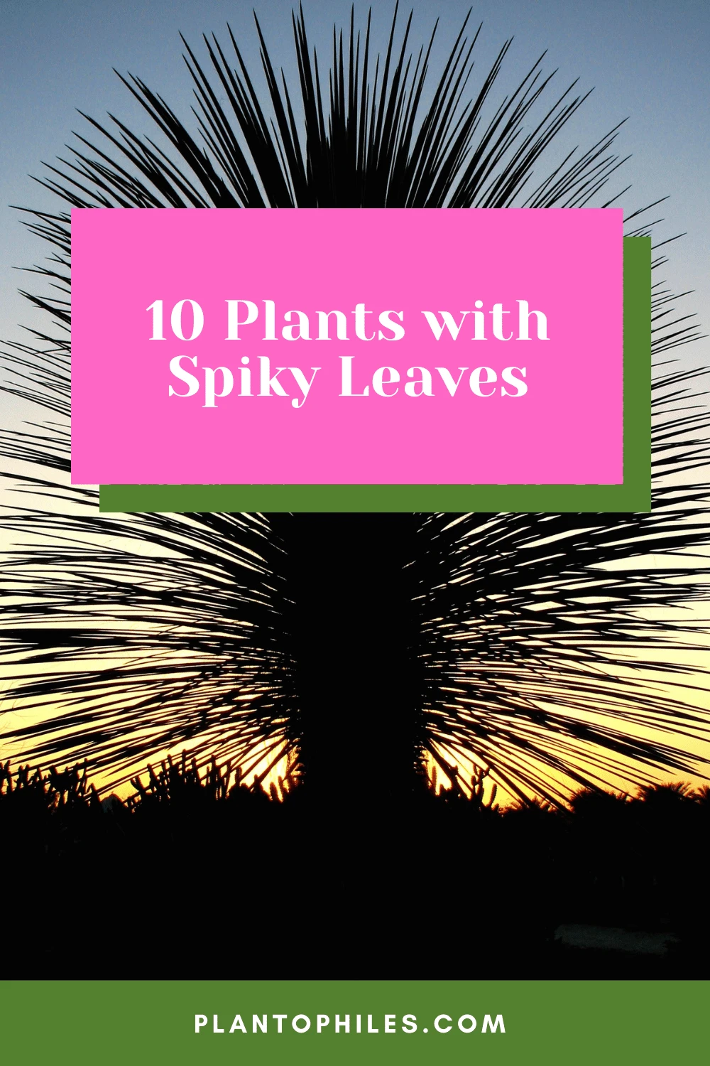 10 Crazy Plants with Spiky Leaves - Best Spiky List [2023] - 188bet com cn
