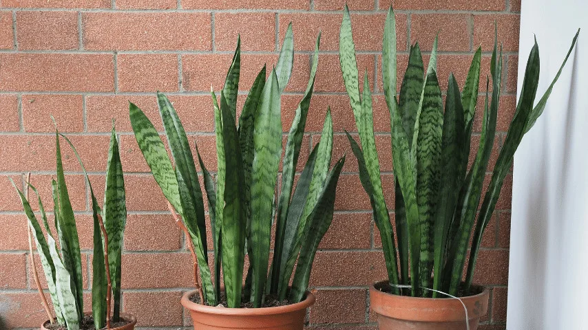 10 Crazy Plants with Spiky Leaves - Best Spiky List [2023] - 188bet com cn